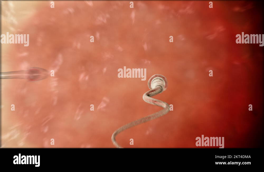 Sperm. Spermatozoon inside human egg cell. Realistic 3d animation Stock ...