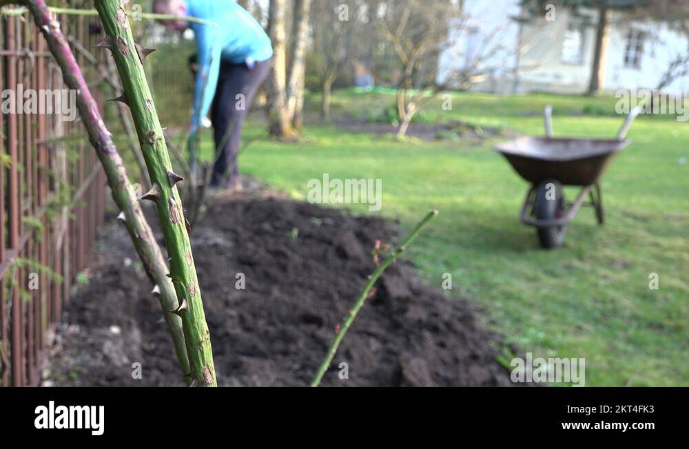 Thorny rose flower stem and blur gardener dig ground soil. 4K Stock ...