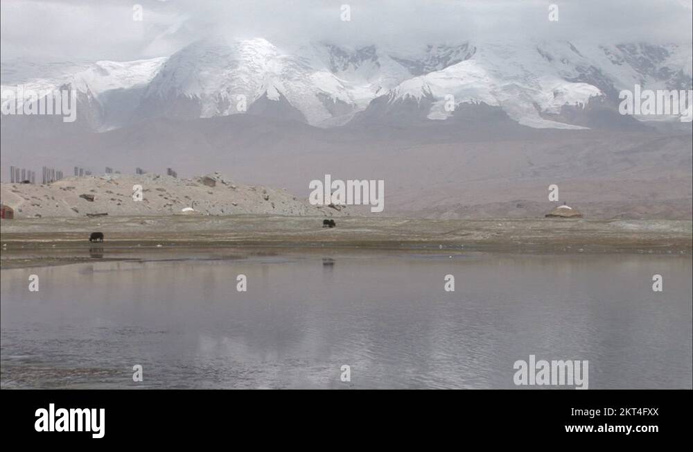 Karakuli Stock Videos & Footage - HD and 4K Video Clips - Alamy