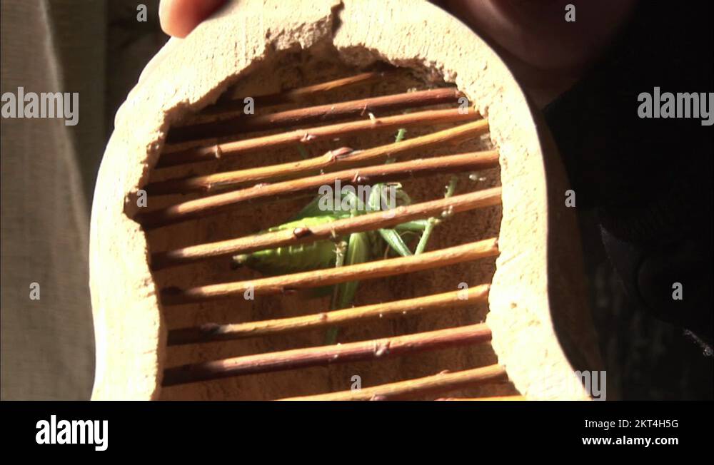 A gourd Stock Videos & Footage - HD and 4K Video Clips - Alamy