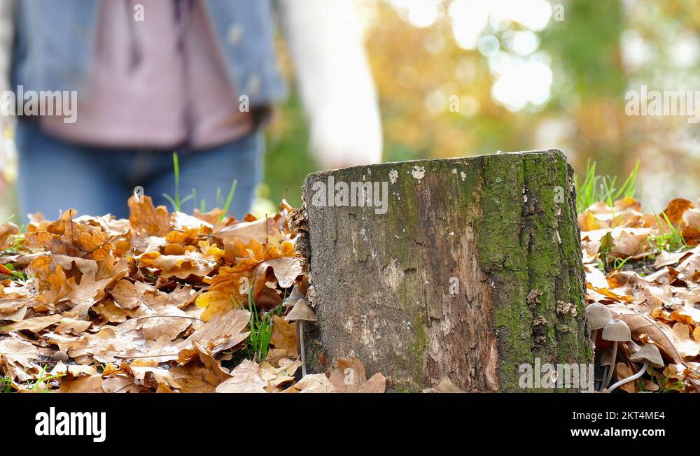 Tree stump stands Stock Videos & Footage - HD and 4K Video Clips - Alamy
