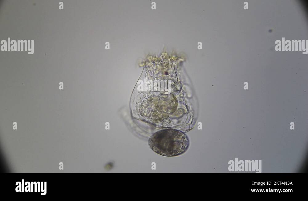 Microscope - Rotifero Brachionus Plicatilis Stock Video Footage - Alamy