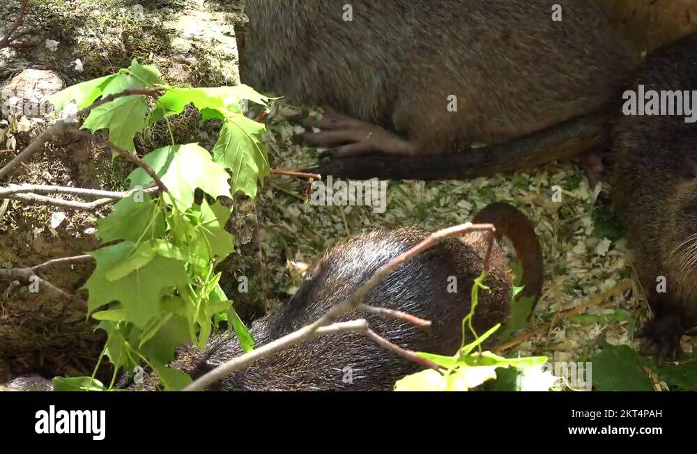 Nutria animal Stock Videos & Footage - HD and 4K Video Clips - Alamy