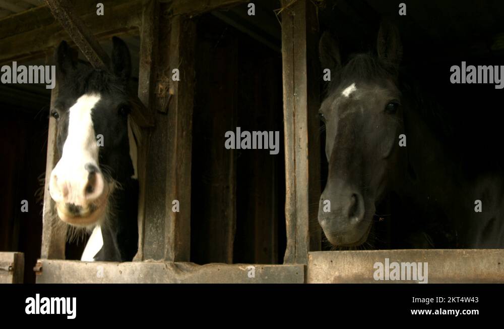 Horses in stable countryside Stock Videos & Footage - HD and 4K Video ...