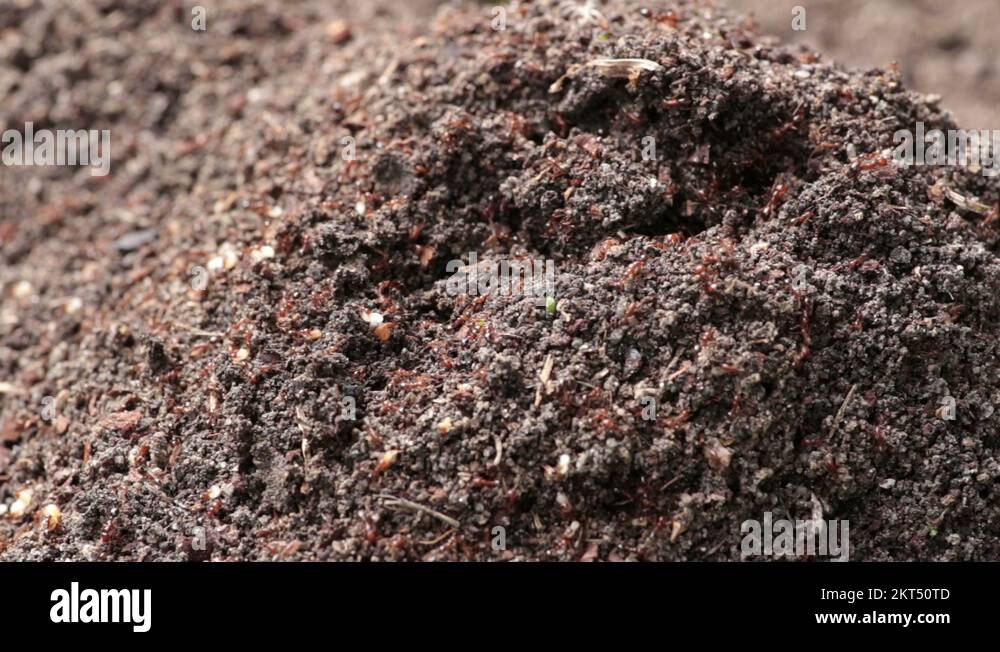 Tropical fire ant Stock Videos & Footage - HD and 4K Video Clips - Alamy