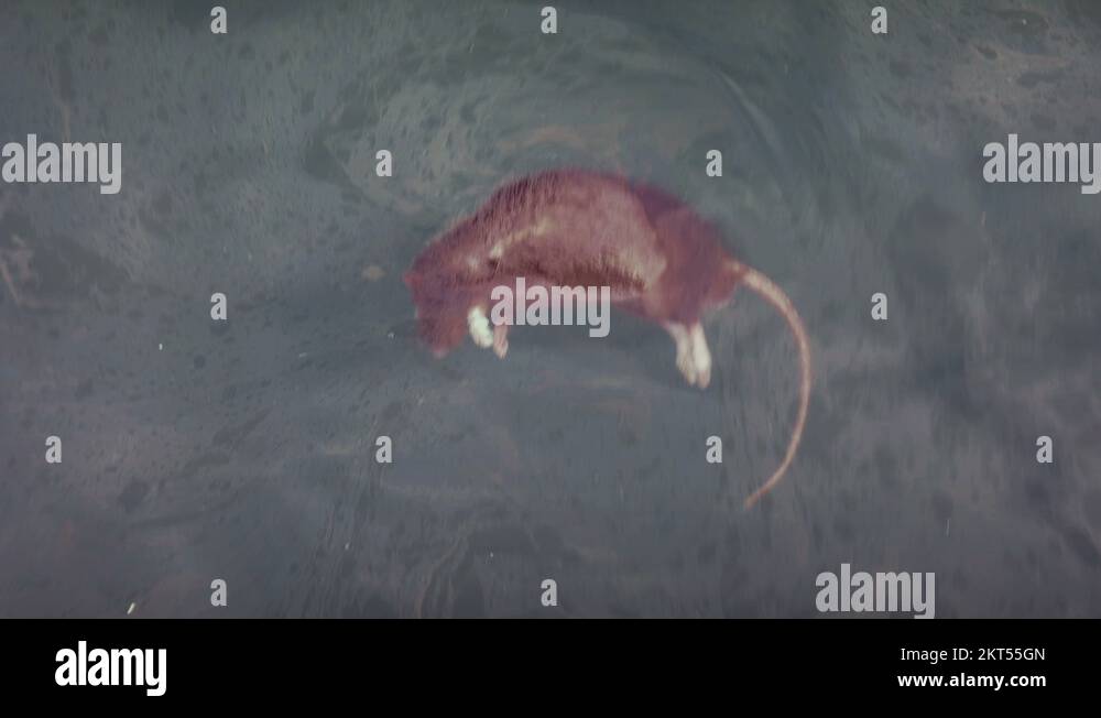 Brown rat in dirty water floating beneath polluted surface Stock Video ...