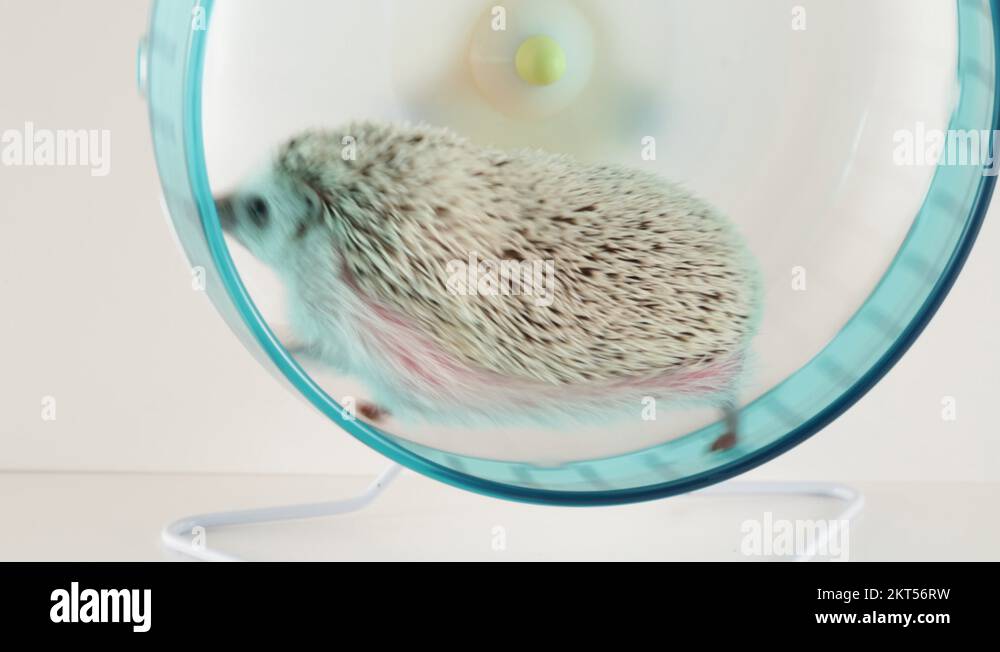 Running wheel Stock Videos & Footage - HD and 4K Video Clips - Alamy