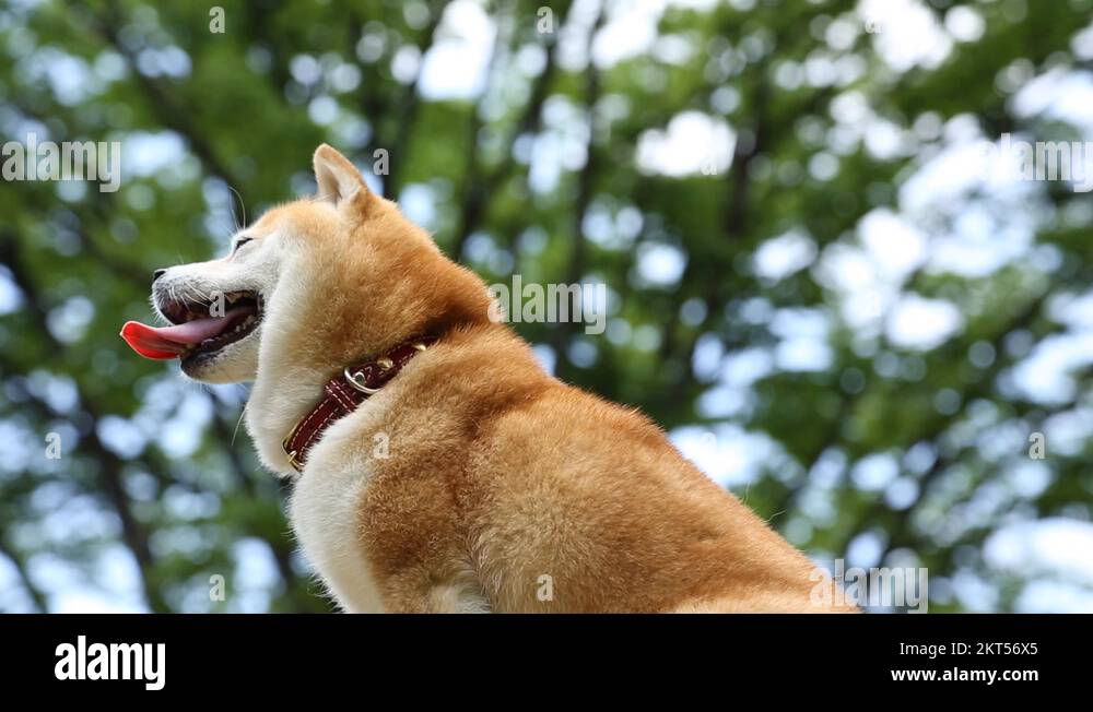 Shiba side profile Stock Videos & Footage - HD and 4K Video Clips - Alamy