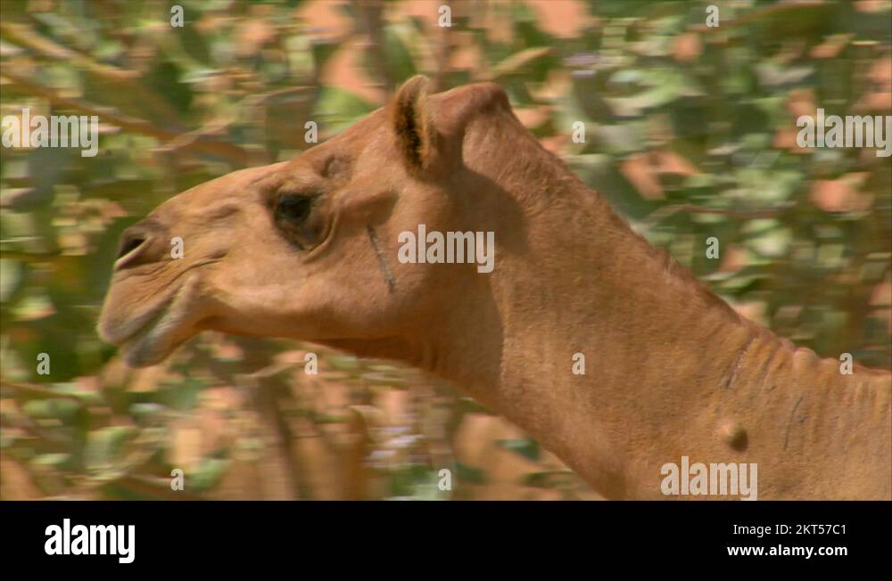 Camel walk Stock Videos & Footage - HD and 4K Video Clips - Alamy