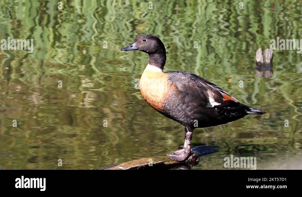 Australian shelduck Stock Videos & Footage - HD and 4K Video Clips - Alamy