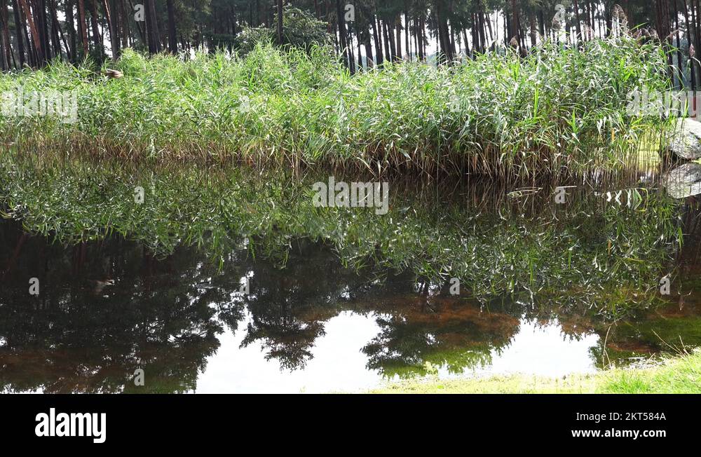 Reflecting water pond Stock Videos & Footage - HD and 4K Video Clips ...