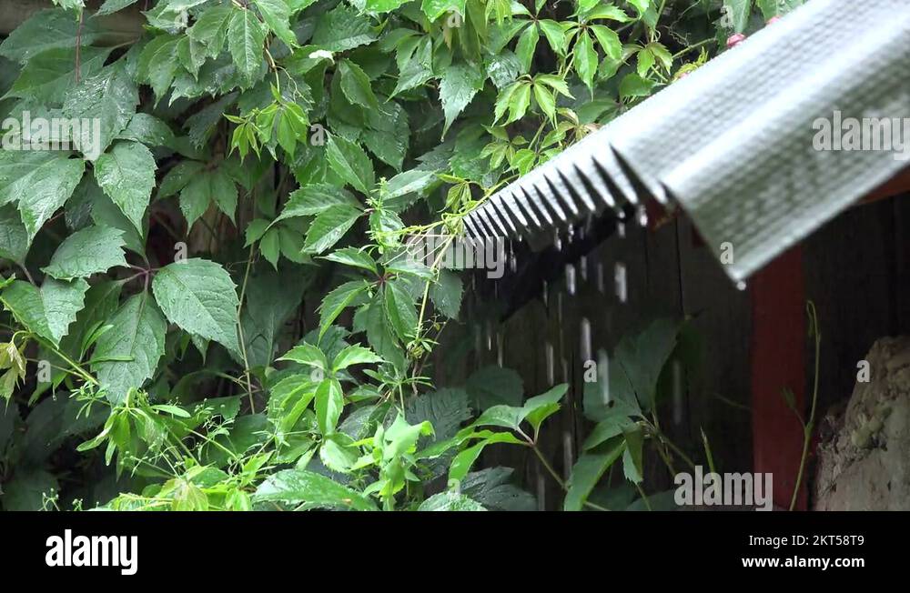 Heavy rain water flow drip from roof top edge and creeper plant leaves ...