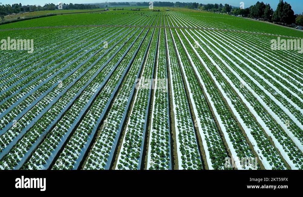 Immigrants working farm Stock Videos & Footage - HD and 4K Video Clips ...