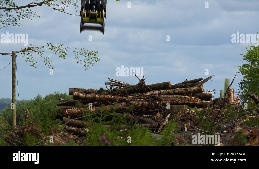 Loading timber onto a lorry Stock Videos & Footage - HD and 4K Video ...