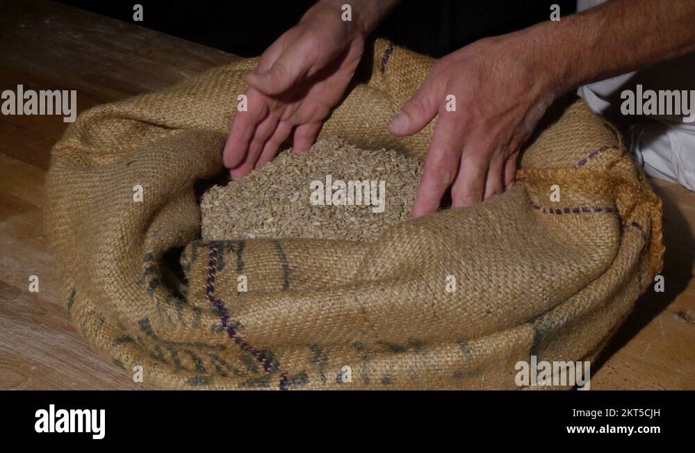 traditional german baker checking wheat grains spotlight Stock Video ...