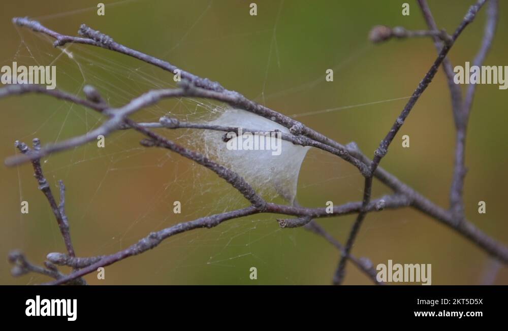 Spider on stick Stock Videos & Footage - HD and 4K Video Clips - Alamy