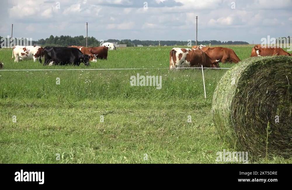 Stack of cows Stock Videos & Footage - HD and 4K Video Clips - Alamy