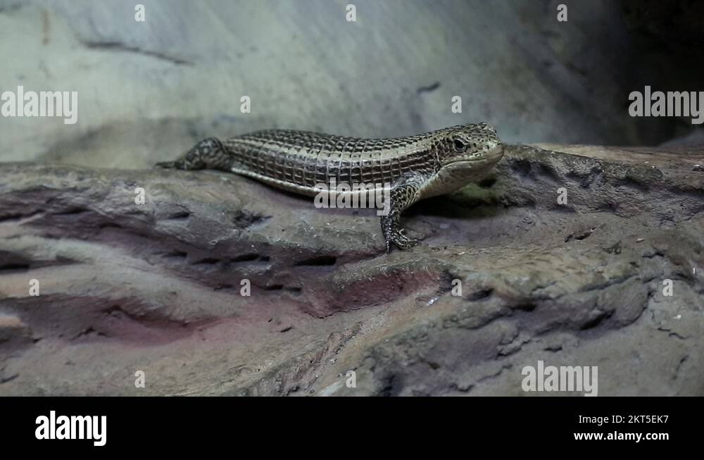 Lacertid lizards Stock Videos & Footage - HD and 4K Video Clips - Alamy