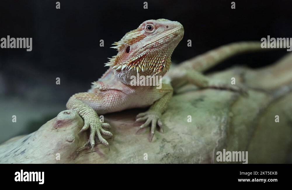 Australian dragon Stock Videos & Footage - HD and 4K Video Clips - Alamy
