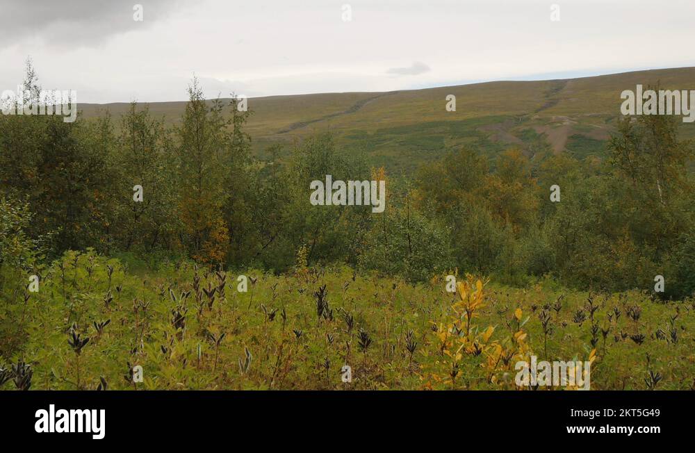 Wald nature landscape Stock Videos & Footage - HD and 4K Video Clips ...