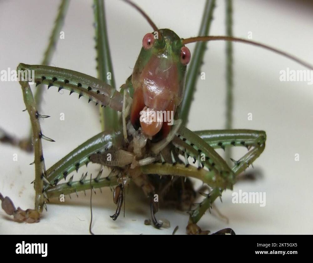 Arid land pest Stock Videos & Footage - HD and 4K Video Clips - Alamy