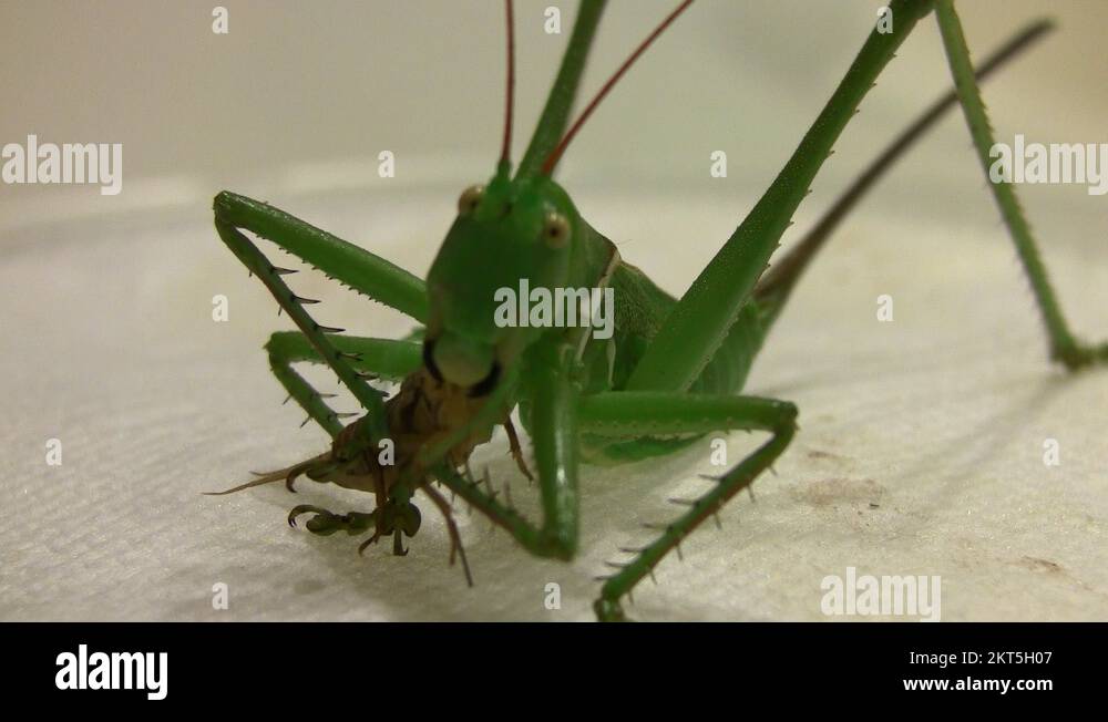 Invertebrate predatory Stock Videos & Footage - HD and 4K Video Clips ...