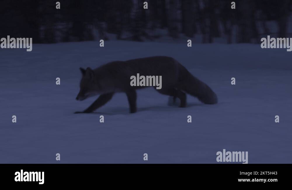 Winter fox illustration Stock Videos & Footage - HD and 4K Video Clips ...