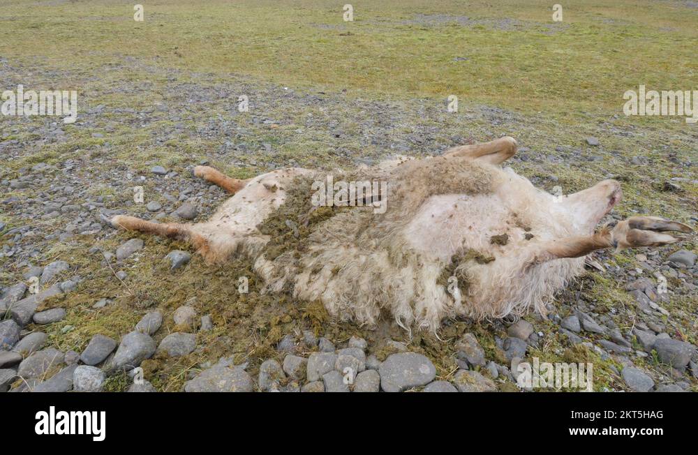 Mammals of iceland Stock Videos & Footage - HD and 4K Video Clips - Alamy