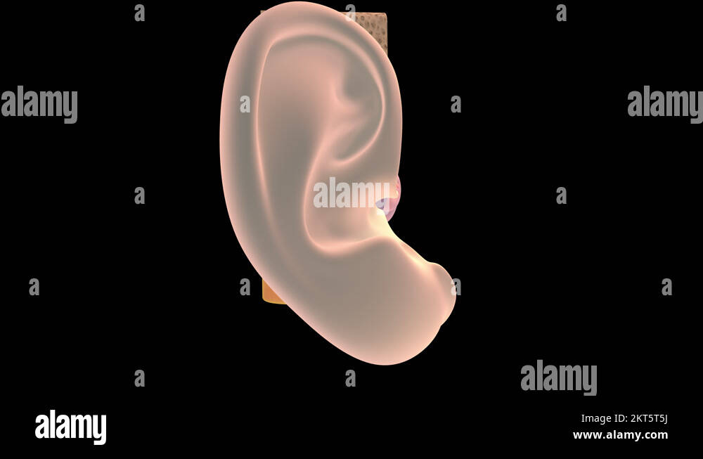 3D. Inner ear or internal ear 4K. Ultra HD. Alpha Channel Stock Video ...