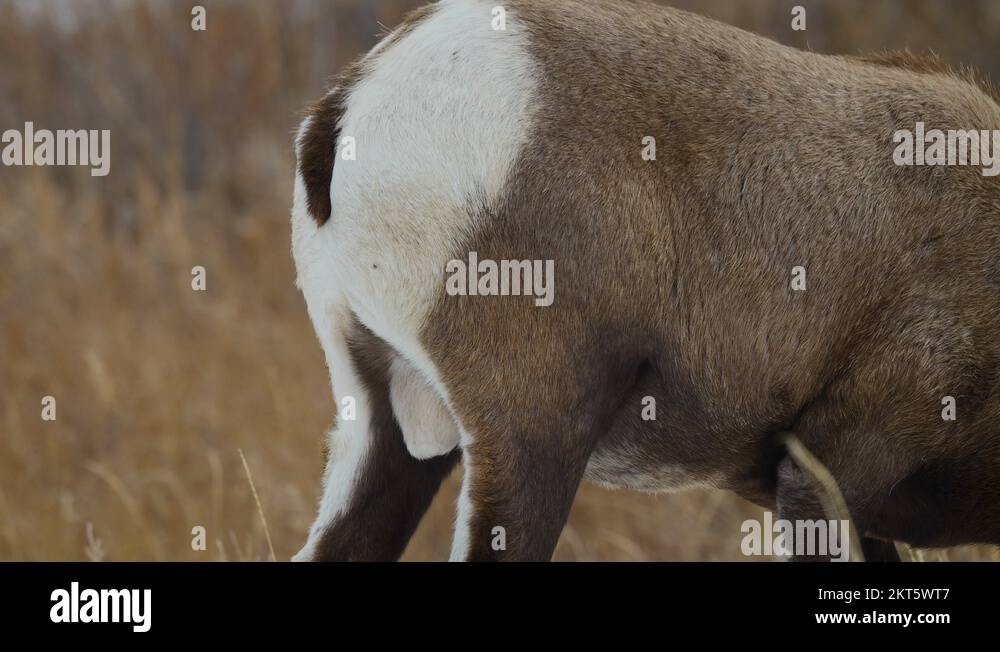 Bighorn rams Stock Videos & Footage - HD and 4K Video Clips - Alamy
