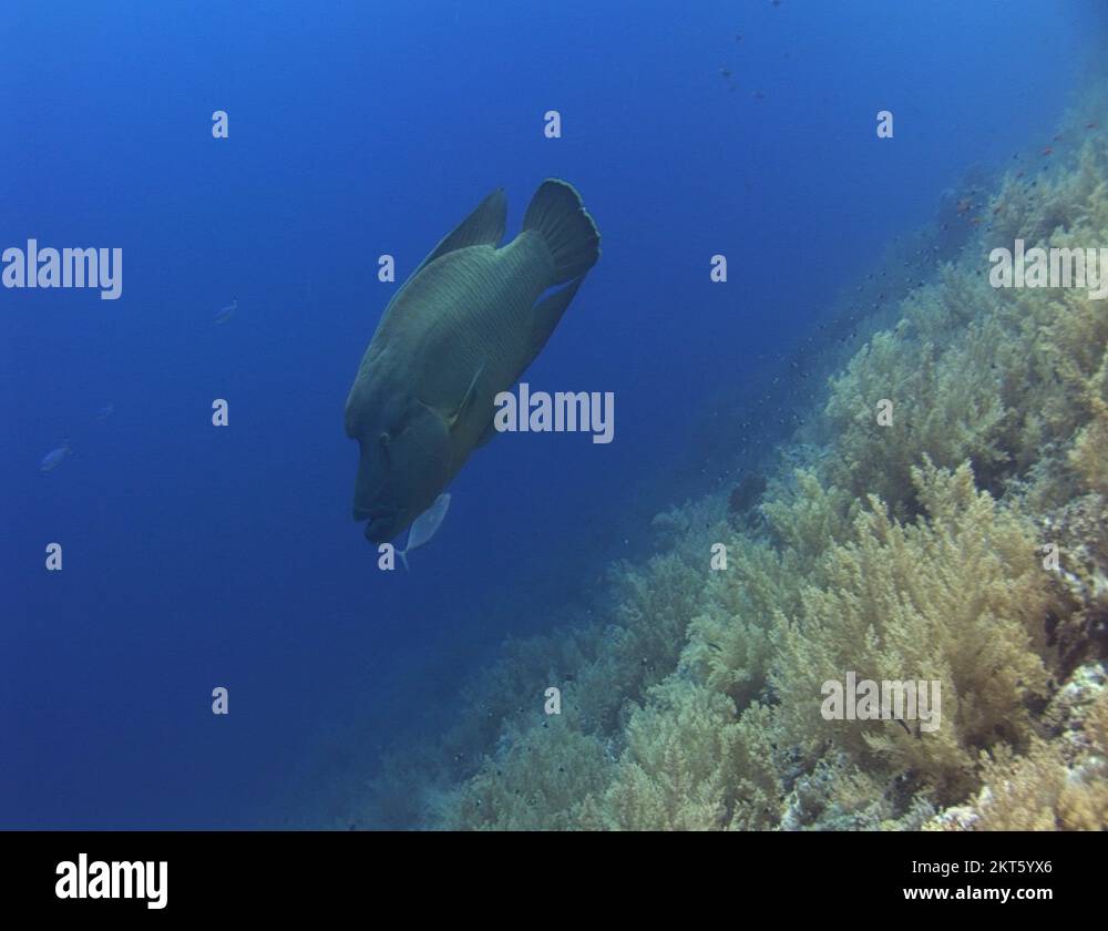 Cleaner wrasse cleaning a fish Stock Videos & Footage - HD and 4K Video ...