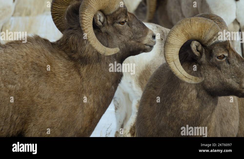 Animal testicles Stock Videos & Footage - HD and 4K Video Clips - Alamy