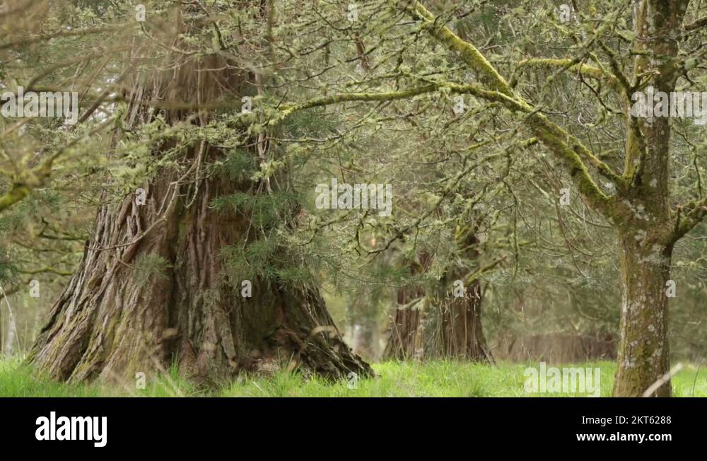 Perthshire perth Stock Videos & Footage - HD and 4K Video Clips - Alamy