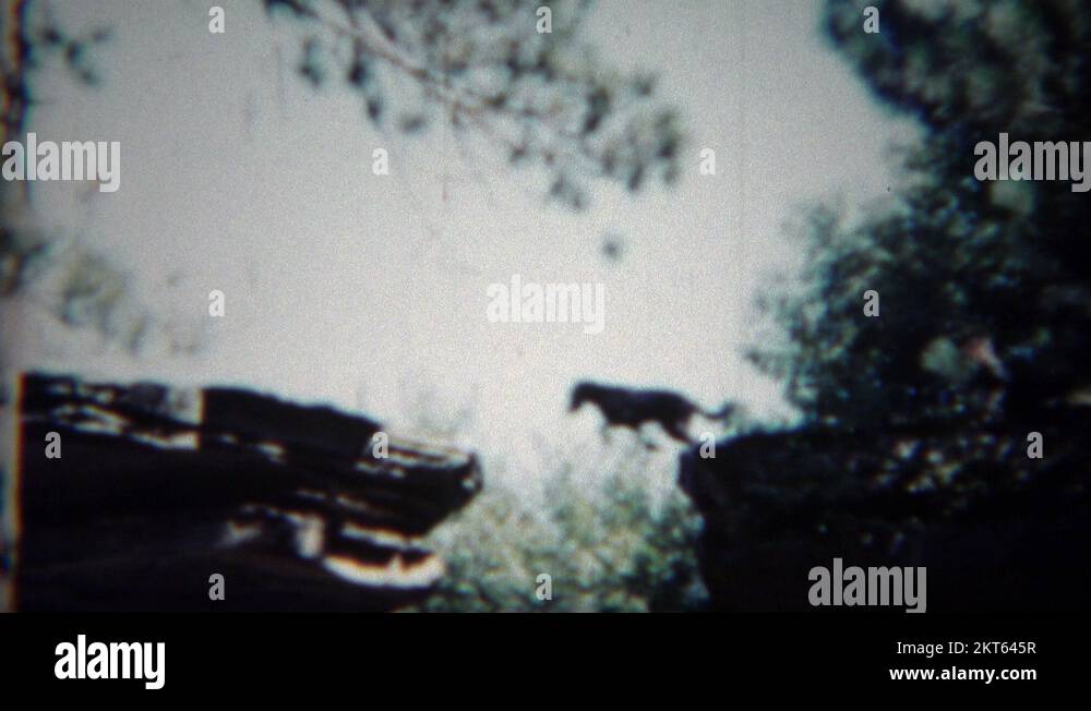 1954: Performance actor stunt leopard animal jumping across cliff for ...