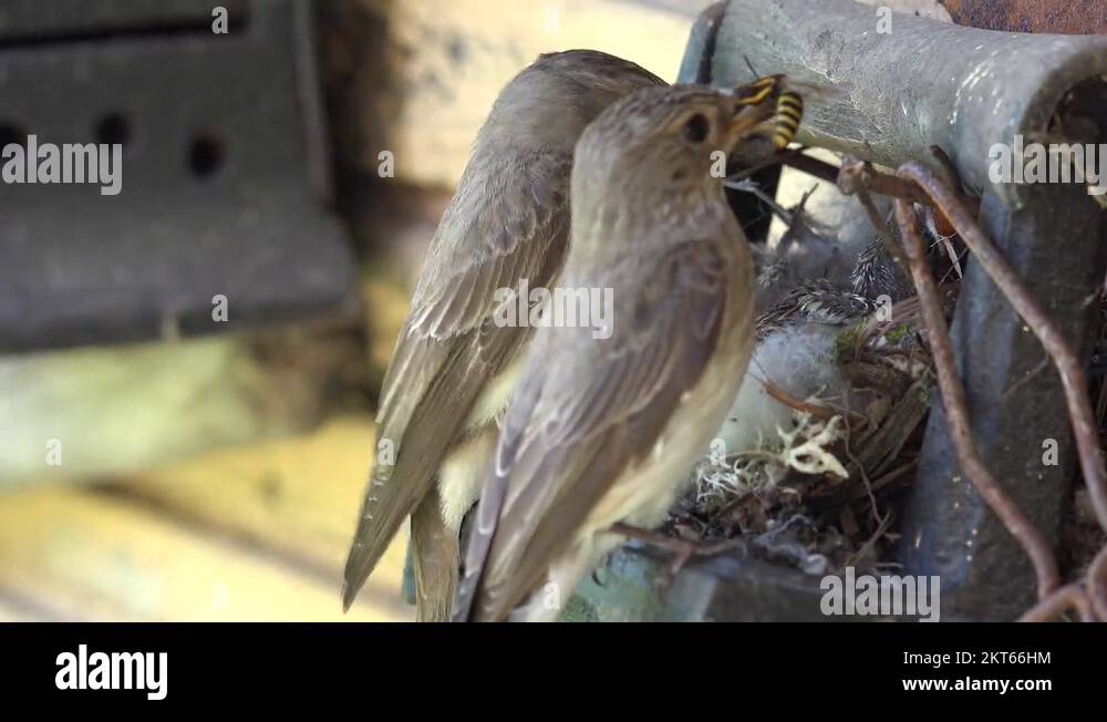 Couple of bird parents feed brood with wasp and bee insects in nest. 4K ...