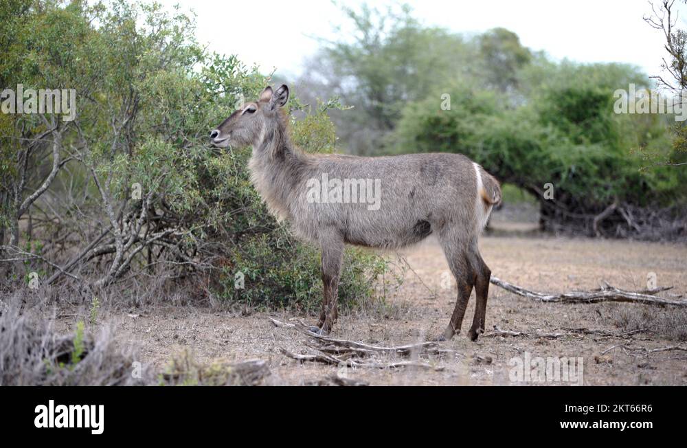 Female waterbuck in kruger national park Stock Videos & Footage - HD ...