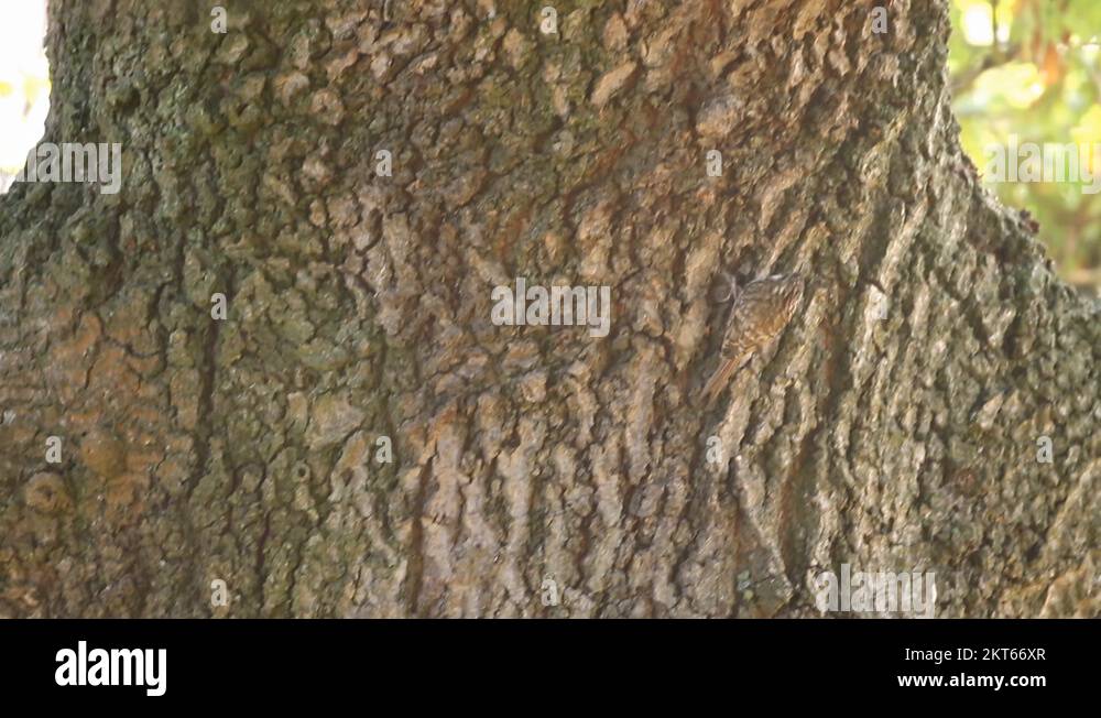 Creeper climbing Stock Videos & Footage - HD and 4K Video Clips - Alamy