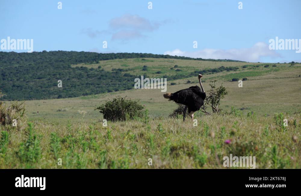 Ostrich moving Stock Videos & Footage - HD and 4K Video Clips - Alamy