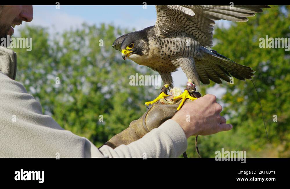 Tethered bird Stock Videos & Footage - HD and 4K Video Clips - Alamy