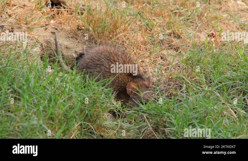 Rat burrows Stock Videos & Footage - HD and 4K Video Clips - Alamy