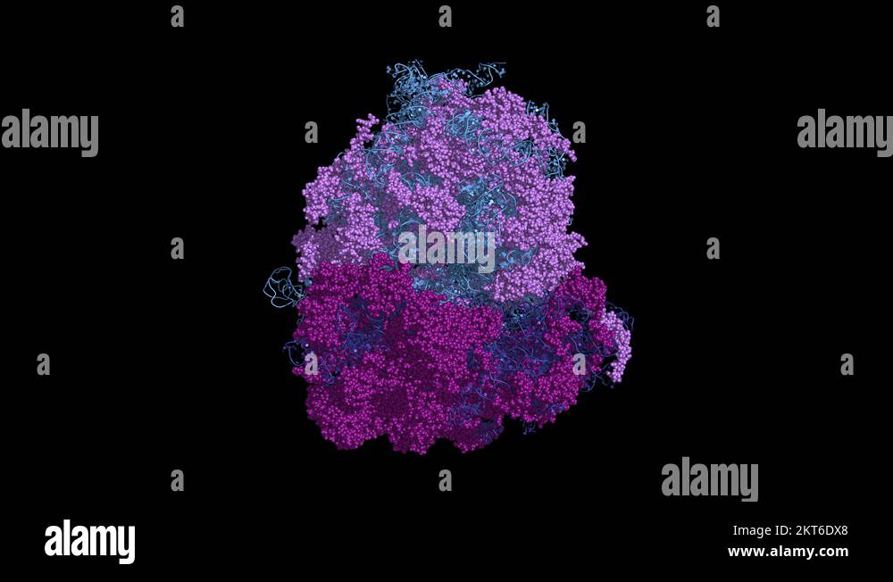 Ribosome Stock Videos & Footage - HD and 4K Video Clips - Alamy