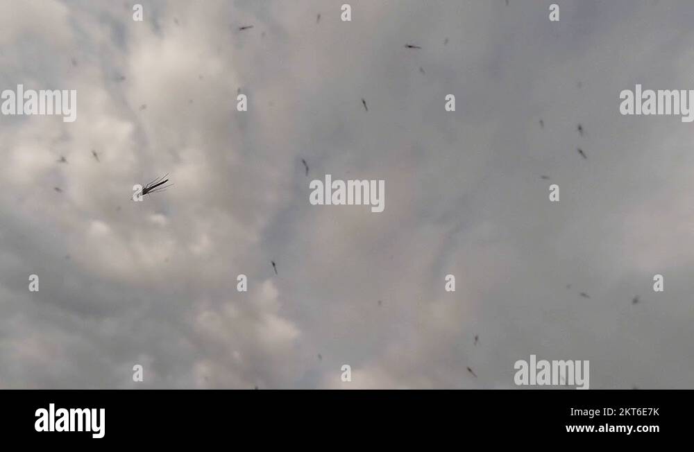 Mosquito swarm sky Stock Videos & Footage - HD and 4K Video Clips - Alamy