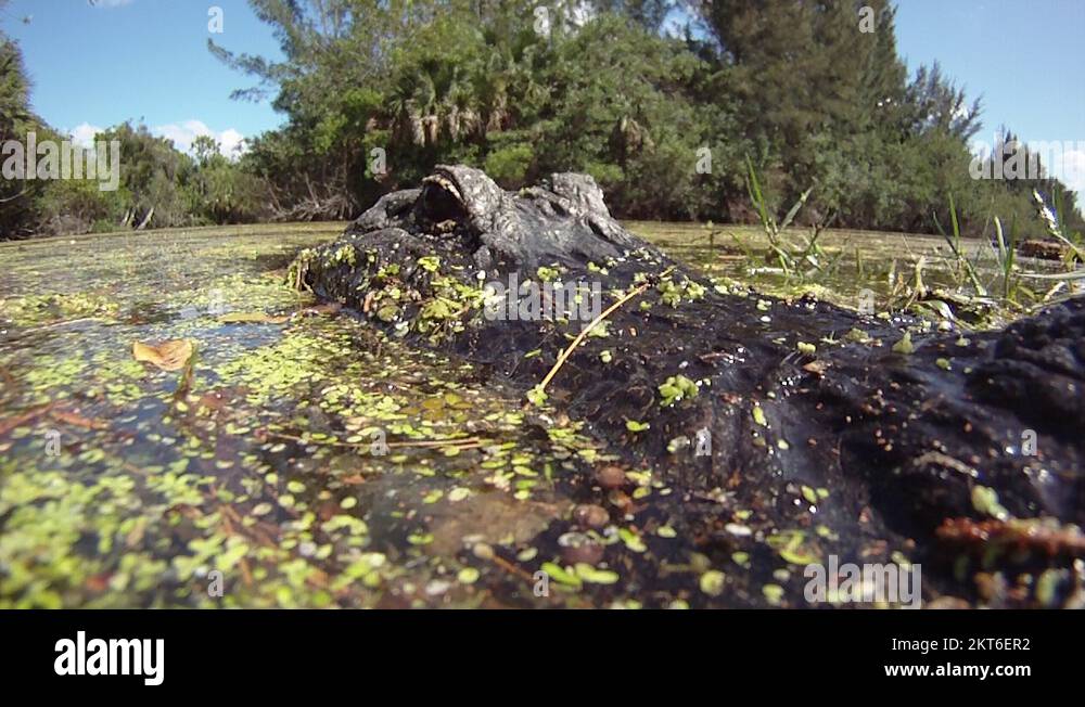 Alligators florida Stock Videos & Footage - HD and 4K Video Clips - Alamy