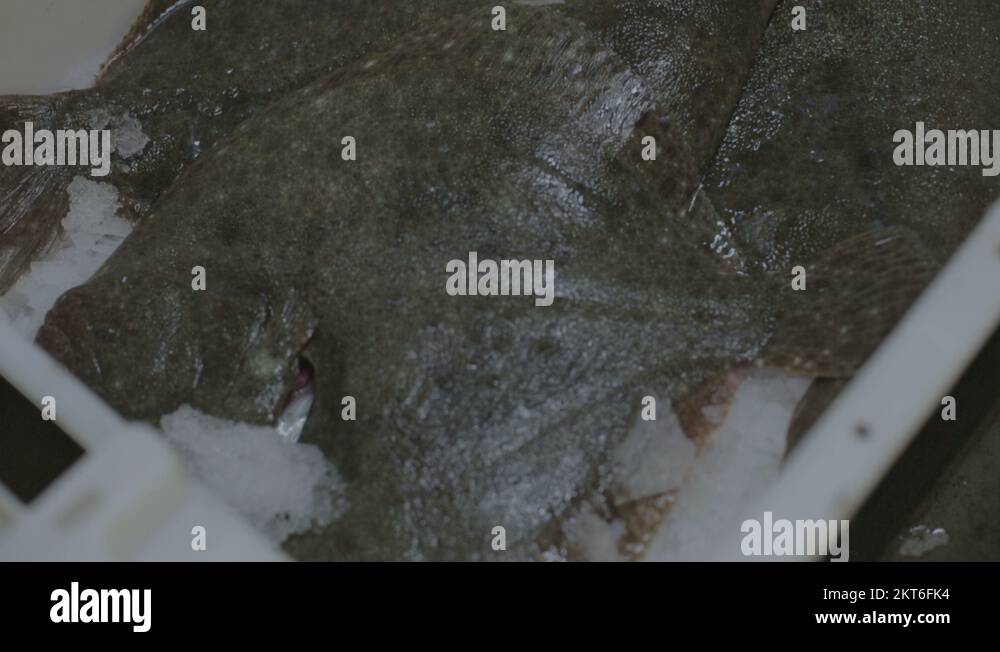 Scottish fish market Stock Videos & Footage - HD and 4K Video Clips - Alamy