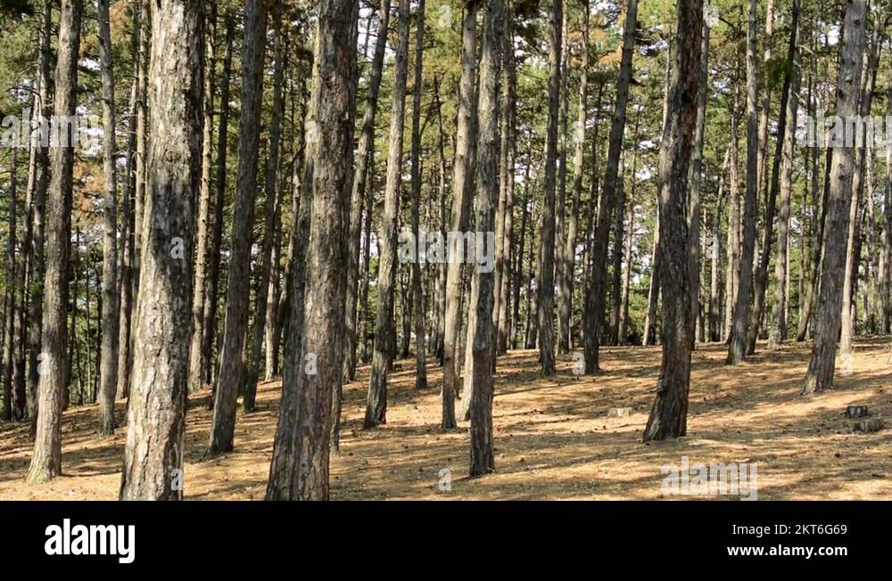 Stand of conifers Stock Videos & Footage - HD and 4K Video Clips - Alamy