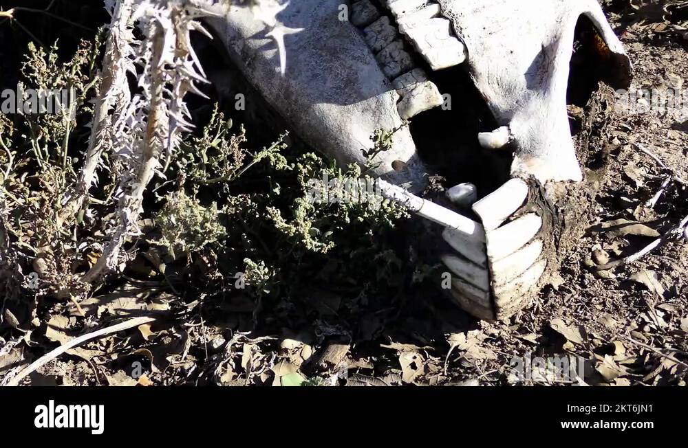 Donkey skull Stock Videos & Footage - HD and 4K Video Clips - Alamy