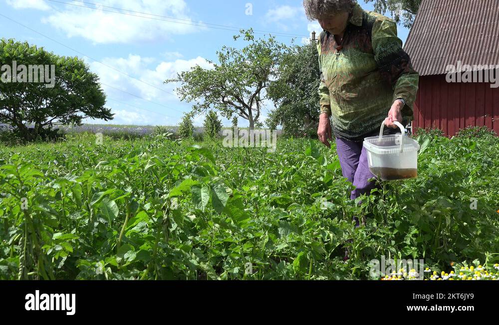 Pick potato Stock Videos & Footage - HD and 4K Video Clips - Alamy