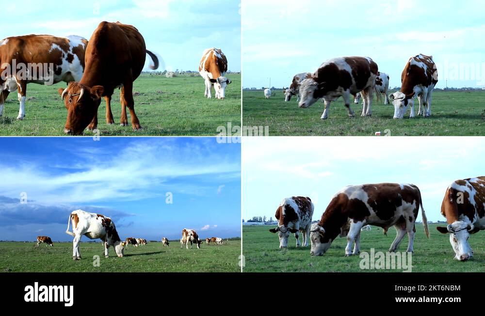 Livestock collage Stock Videos & Footage - HD and 4K Video Clips - Alamy