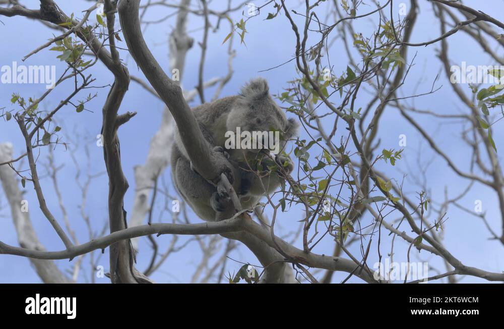 Koala eat leaf Stock Videos & Footage - HD and 4K Video Clips - Alamy