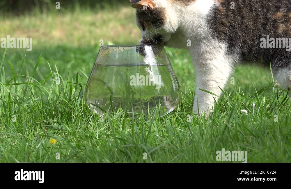 Domestic cat fish bowl Stock Videos & Footage - HD and 4K Video Clips ...